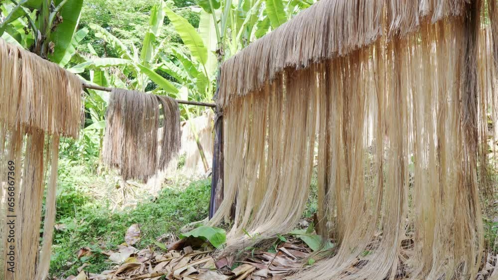 Idyllic static shot of Philippine abaca fiber bundles hanging on bamboo ...