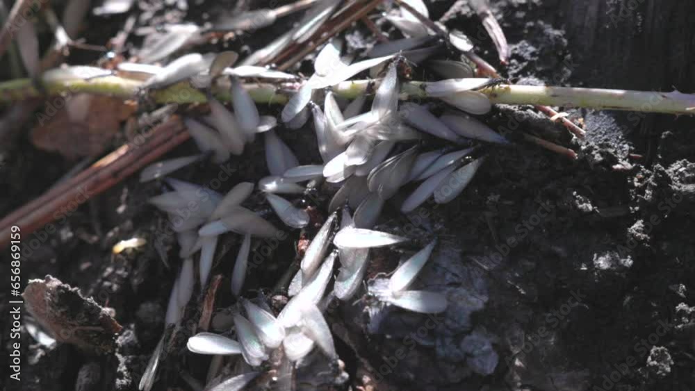 close up of a freshly hatched batch of flying termites on the forest ...