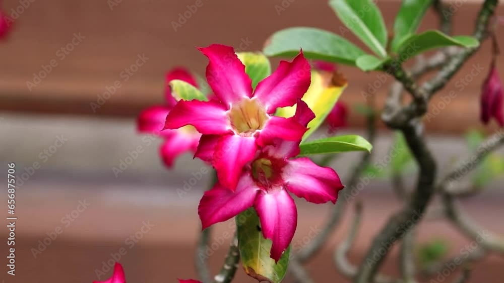 Red adenium flowers which were still bloom in morning move back and ...