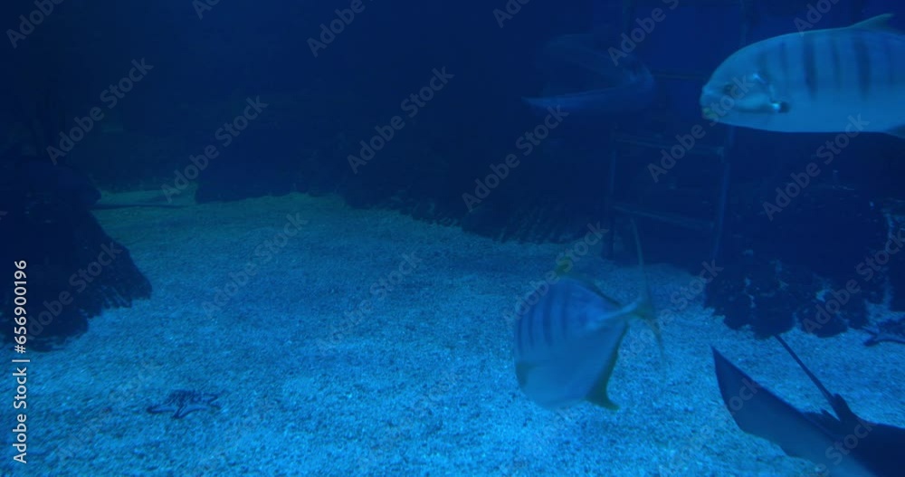 fish in aquarium|Sharks are a group of cartilaginous fish that belong ...