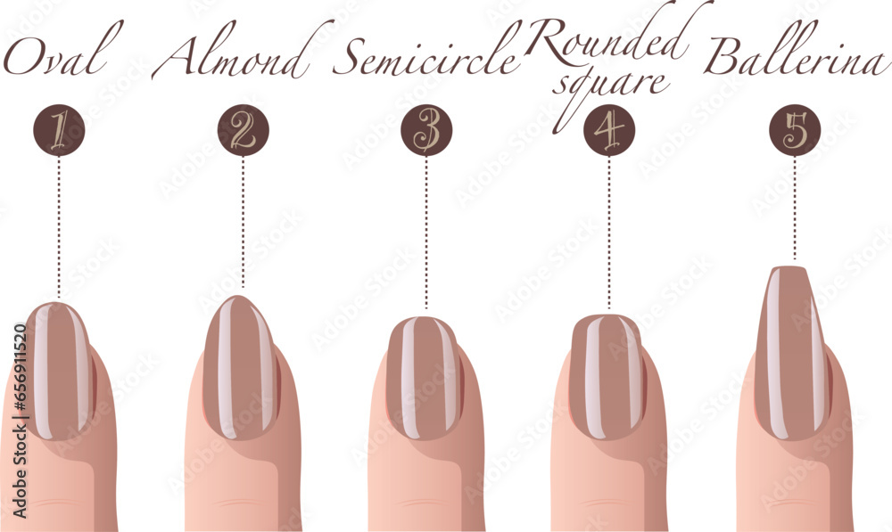 The shape of nails and their names for a good manicure Stock Vector ...