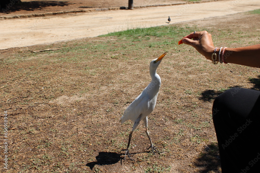 cigüeñeta, dando de comer en el parque de la ciudadela, ave blanca ...