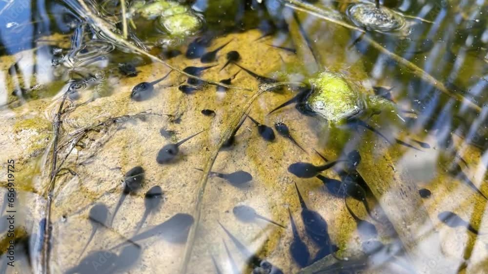 Tadpole, pollywog is larval stage in life cycle of an amphibian, frog ...