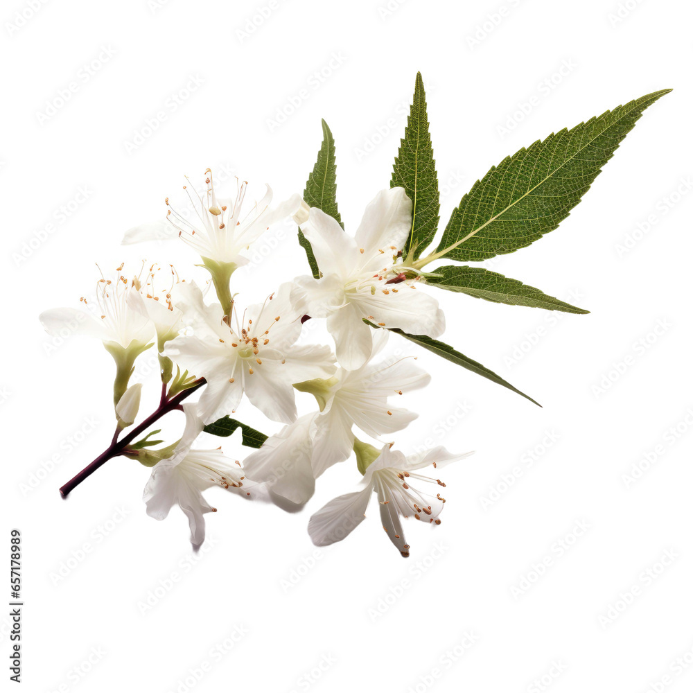 Medicinal neem flower on transparent background Stock Illustration ...