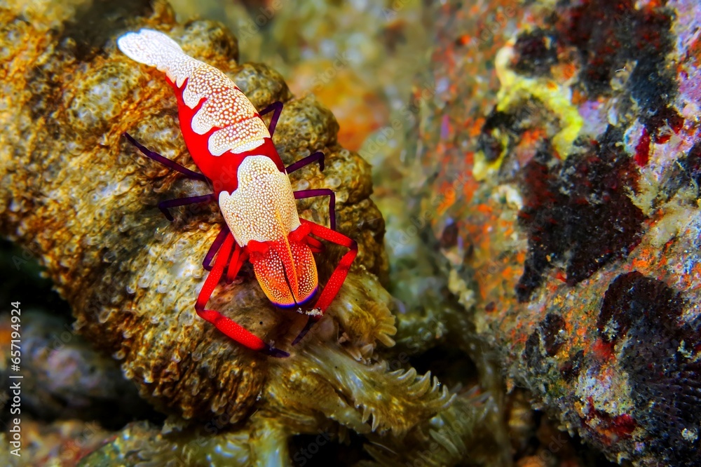 Foto de Red bright vivid shrimp (Emperor shrimp, Periclimenes imperator ...