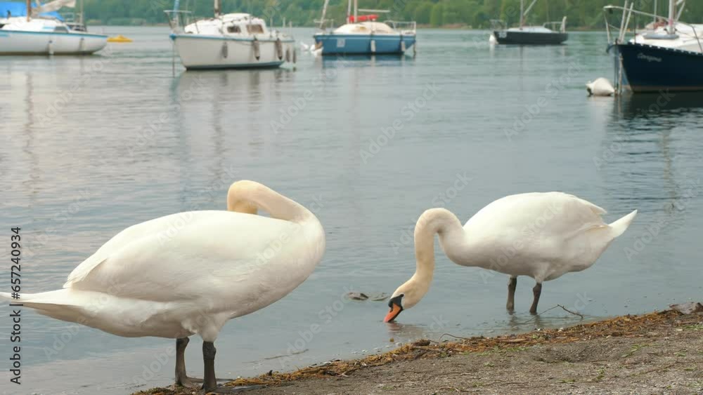 swan on the lake. Beautiful big white swans came out onto the sand ...