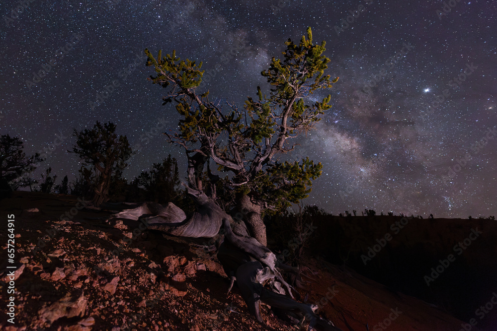An ancient Bristlecone Pine tree in the Twisted forest on Cedar ...