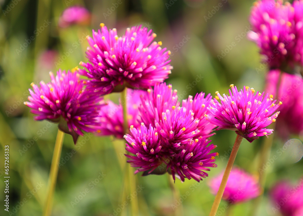 Gomphrena globosa 'Ping Pong Pink' (Globe Amaranth) is a compact annual ...