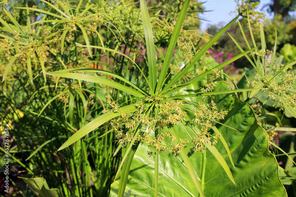 Cyperus alternifolius, the umbrella papyrus, umbrella sedge or umbrella ...