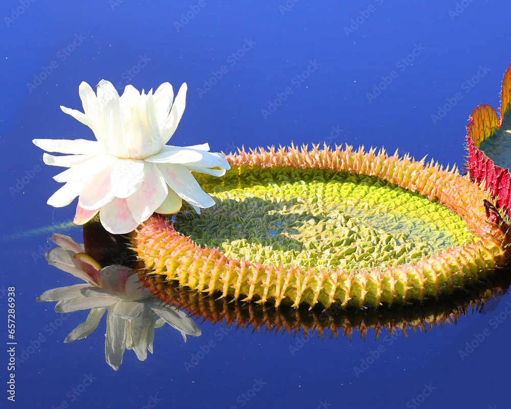 Victoria amazonica is a species of flowering plant, the largest of the ...