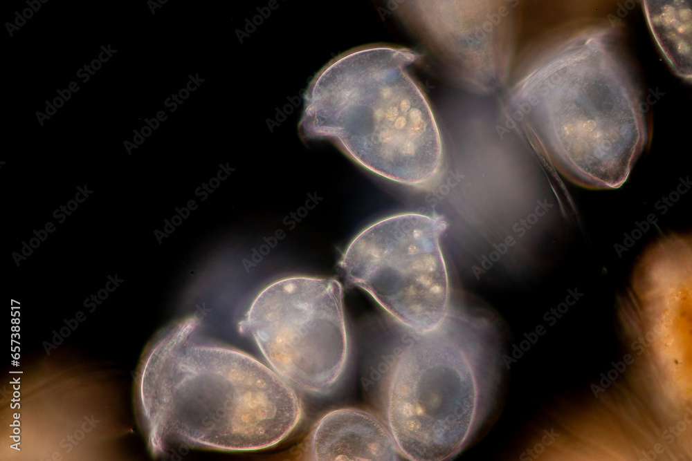 Study of Protozoa and Algae under the microscope for education. Stock ...