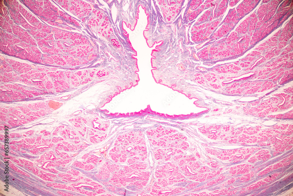 Histological Rectum human, Gall bladder human and Urethra Human under ...