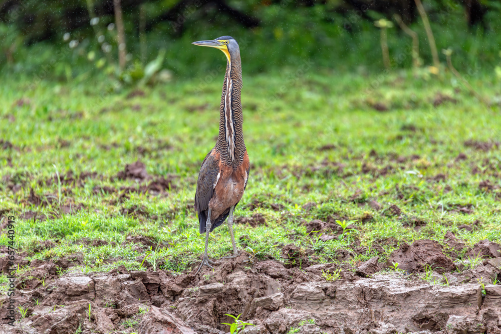 Bare-throated tiger heron (Tigrisoma mexicanum) is a wading bird of the ...