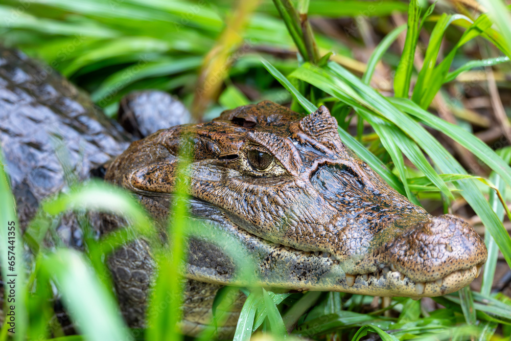 Spectacled caiman (Caiman crocodilus) or Common Caiman, crocodilian ...