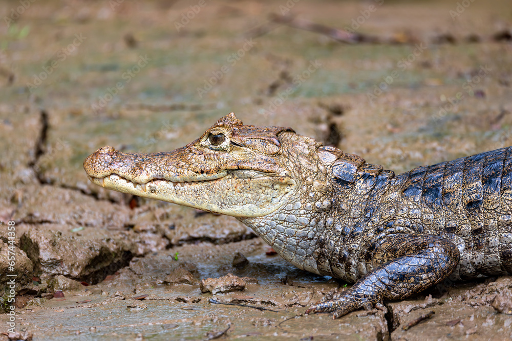 Spectacled caiman (Caiman crocodilus) or Common Caiman, crocodilian ...