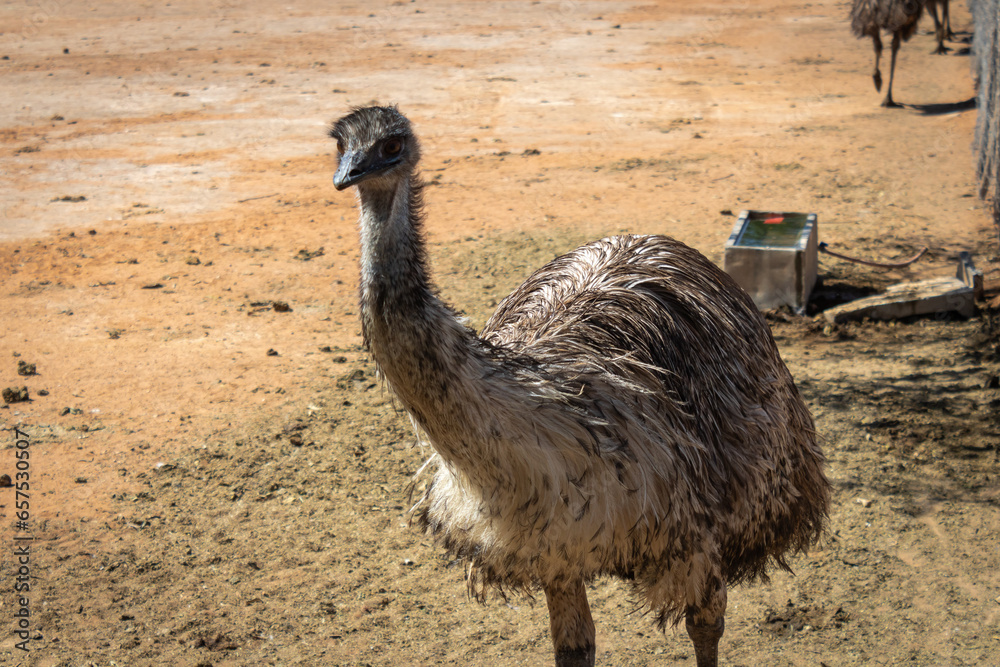 Full body photo of a emu with his long neck. His feathers falling ...