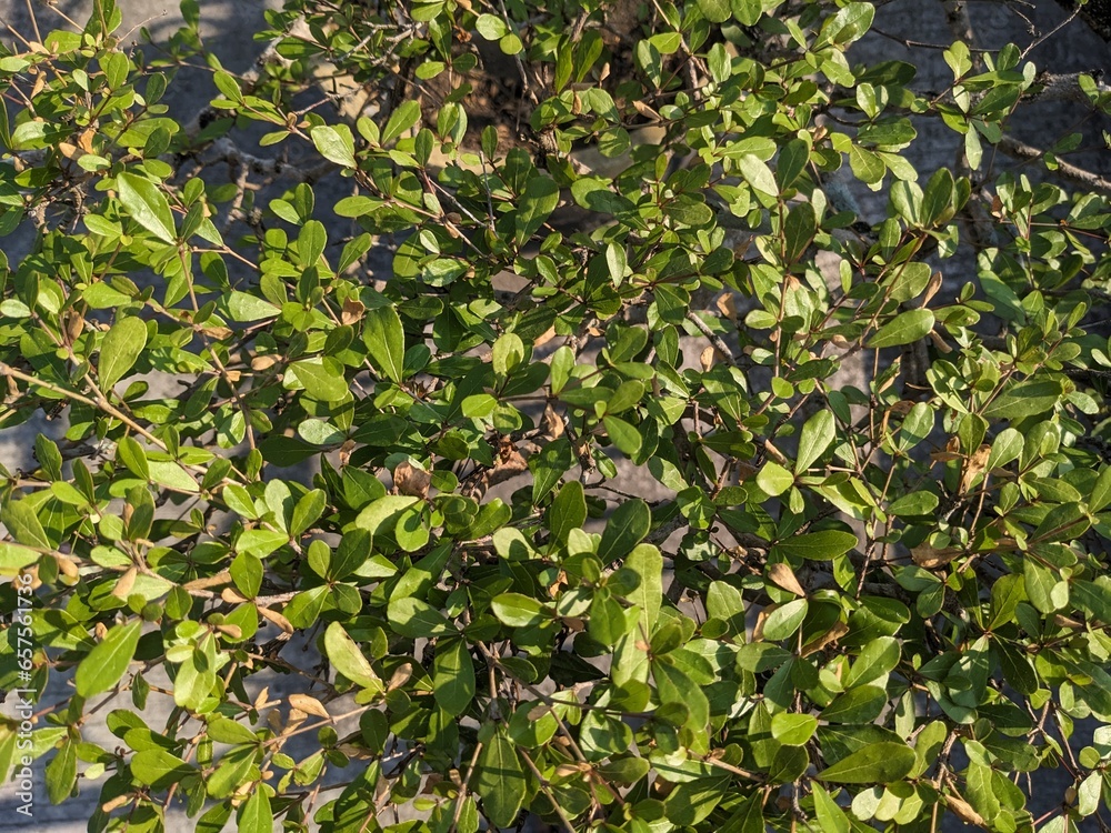 Myrtle (Murraya paniculata) is a plant from the Rutaceae family. This ...