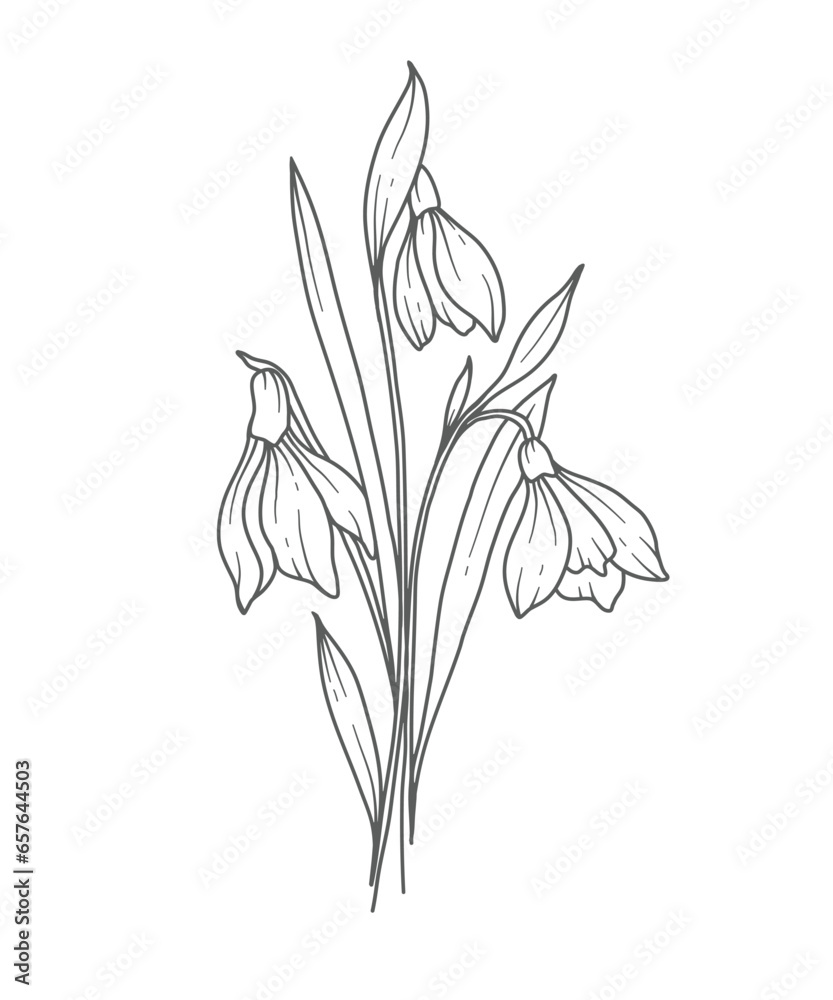 Snowdrops Line Art. Snowdrops flower outline Illustration. January ...