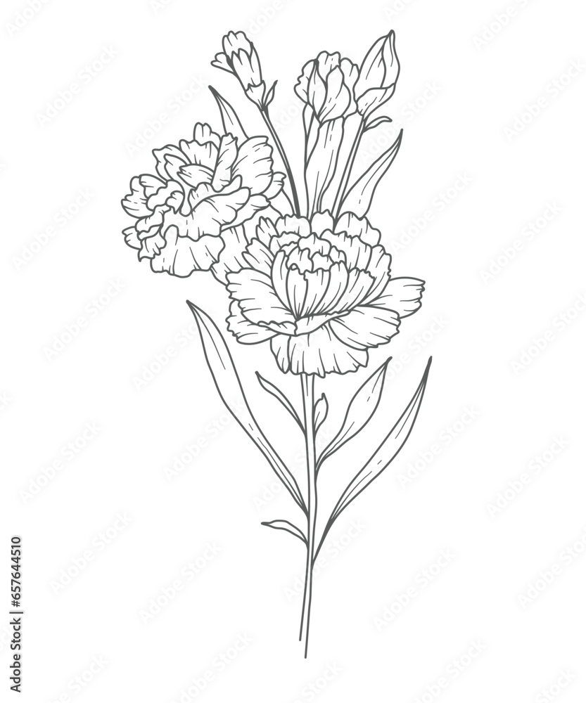 Carnation Line Art. Carnation flower outline Illustration. January ...