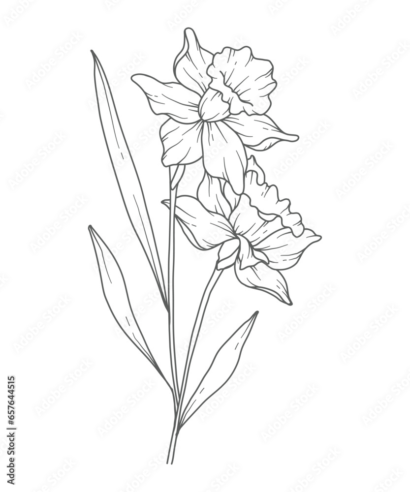 Daffodil Line Art Daffodil Outline Illustration March Birth Month
