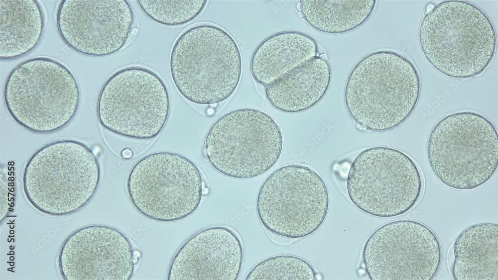 Fertilized egg of worm Ophelia limacina under microscope. Stage is one ...