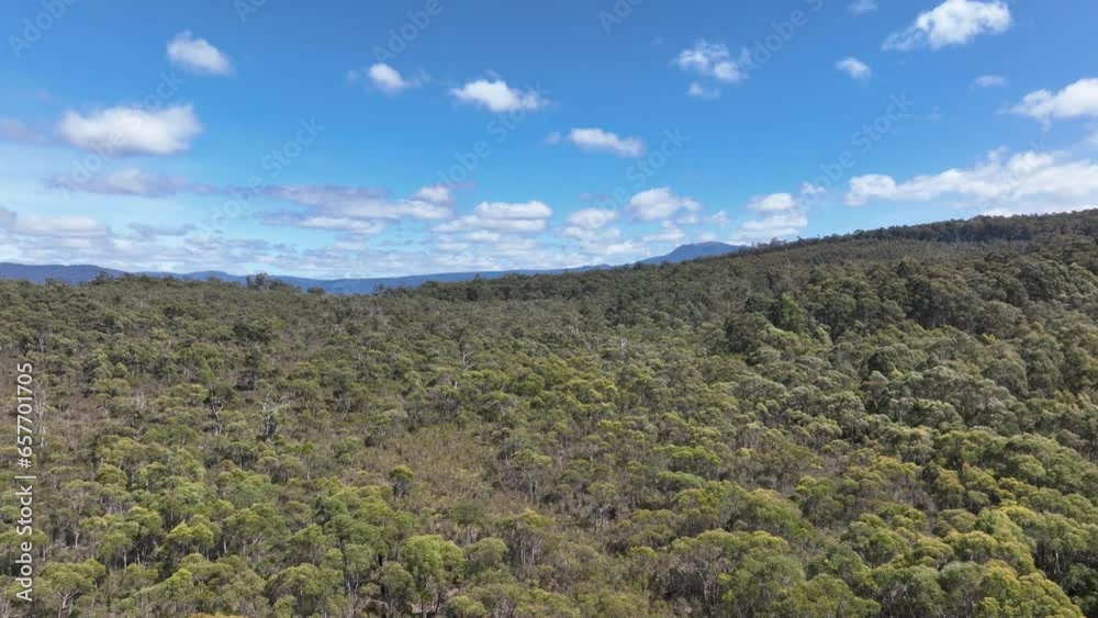 flying over a plantation of trees, in a forestry farm, in the bush in ...