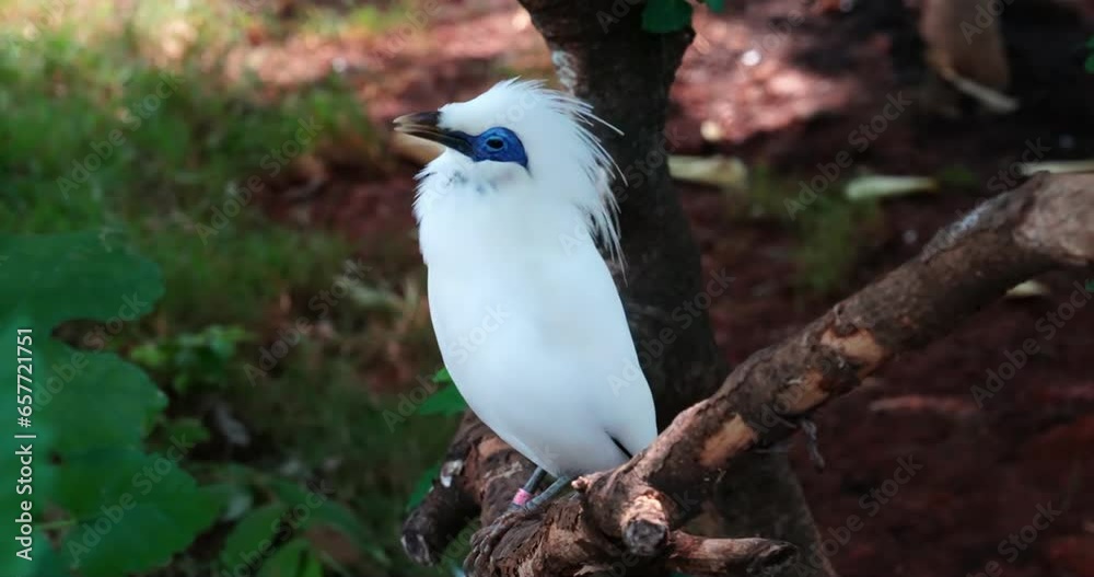 The Bali Starling (Leucopsar rothschildi), also known as the Bali Mynah ...