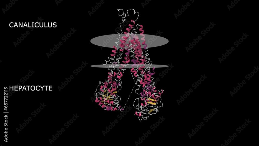 Structure of human bile salt exporter ABCB11. Animated 3D cartoon model ...