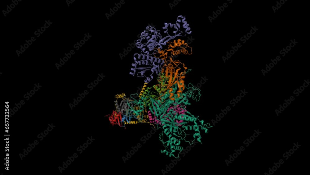 Cryo-EM structure of the human GATOR1-Rag-Ragulator complex. Animated ... Cryo-EM structure of the human GATOR1-Rag-Ragulator complex. Animated ...