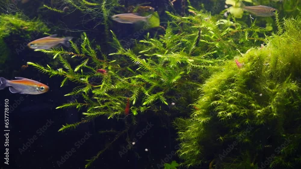 red cherry Neocaridina shrimp clean fontinalis moss, Amano style ...