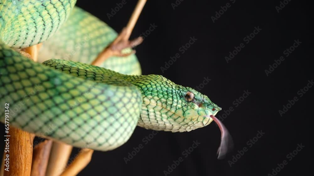 (tropidoleamus Subannulatus) The Bornean keeled green pit viper or ...