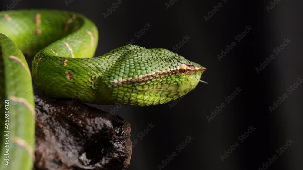 (tropidoleamus Subannulatus) The Bornean keeled green pit viper or ...