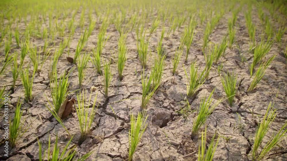 Seed of paddy lacks water in brown desiccated land with ground cracks ...