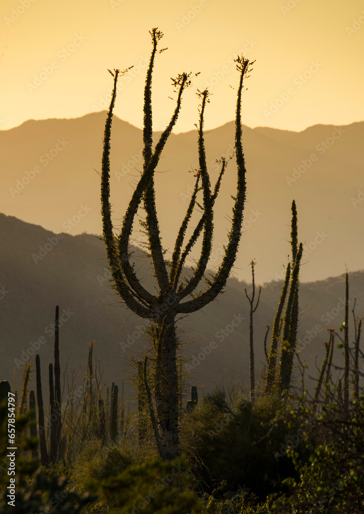 Boojum trees (Fouquieria columnaris) silhouetted at sunset at the ...