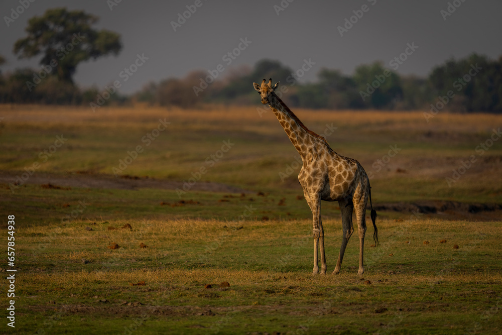 Portrait of female southern giraffe (Giraffa giraffa) standing on short ...