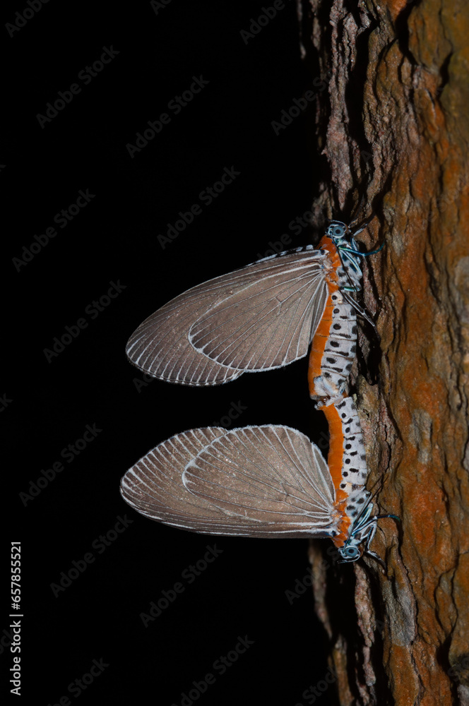 Accouplement de gros papillons de nuit tropicaux (Aganainae) Stock ...