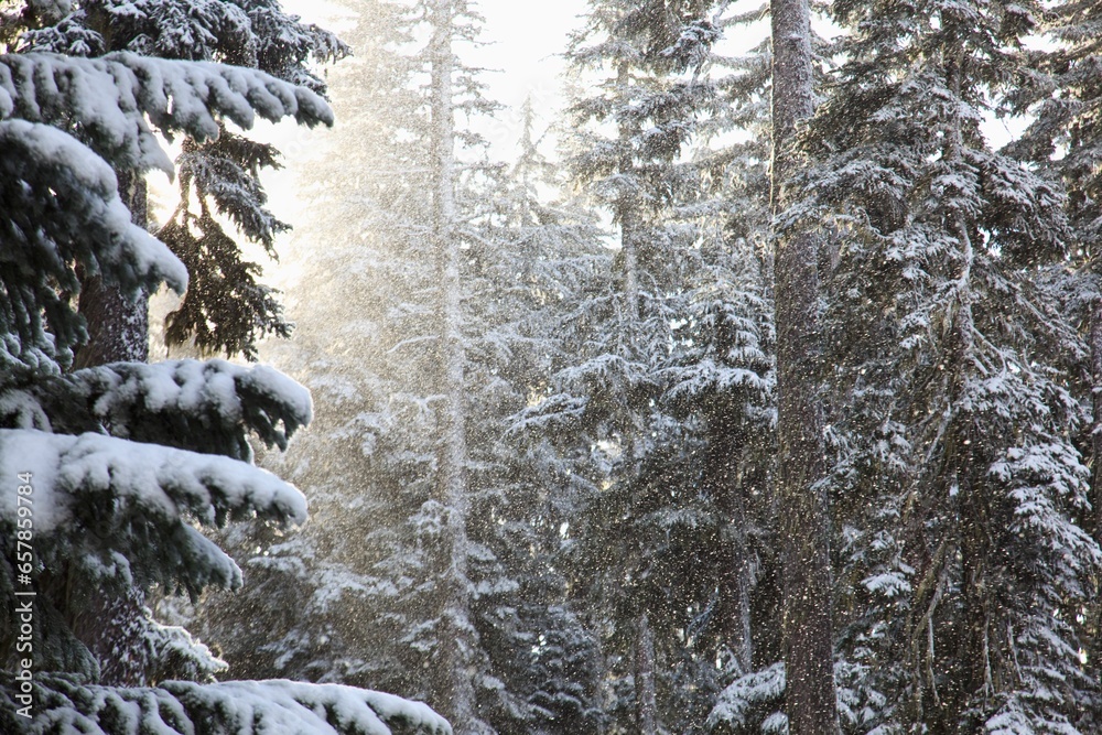 Oregon, United States Of America; Snow Covering The Trees On Mount Hood ...