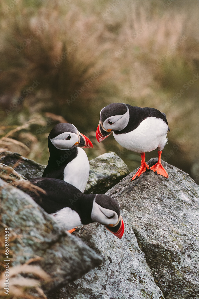 Puffin flock, birdwatching in Norway. Atlantic puffins seabirds ...