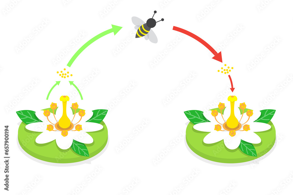 3D Isometric Flat Conceptual Illustration of Pollination Process ...