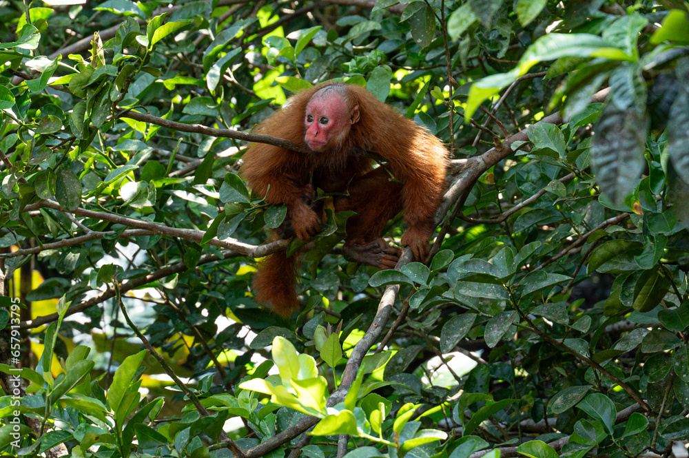 Red Uakari in a tree in the Amazon rainforest, Peru. Stock Photo ...