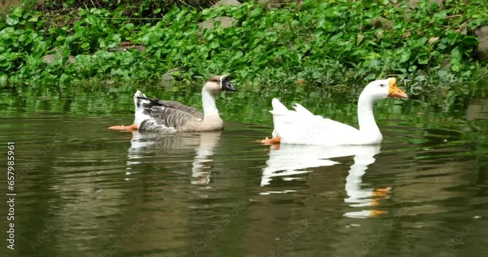Chinese geese swimming in rivers, also known as Swan Geese (Anser ...