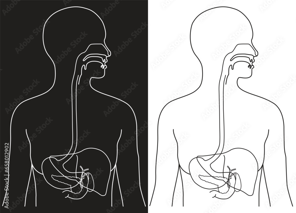 Thin line drawing art of human organs-the hollow organs that make up ...