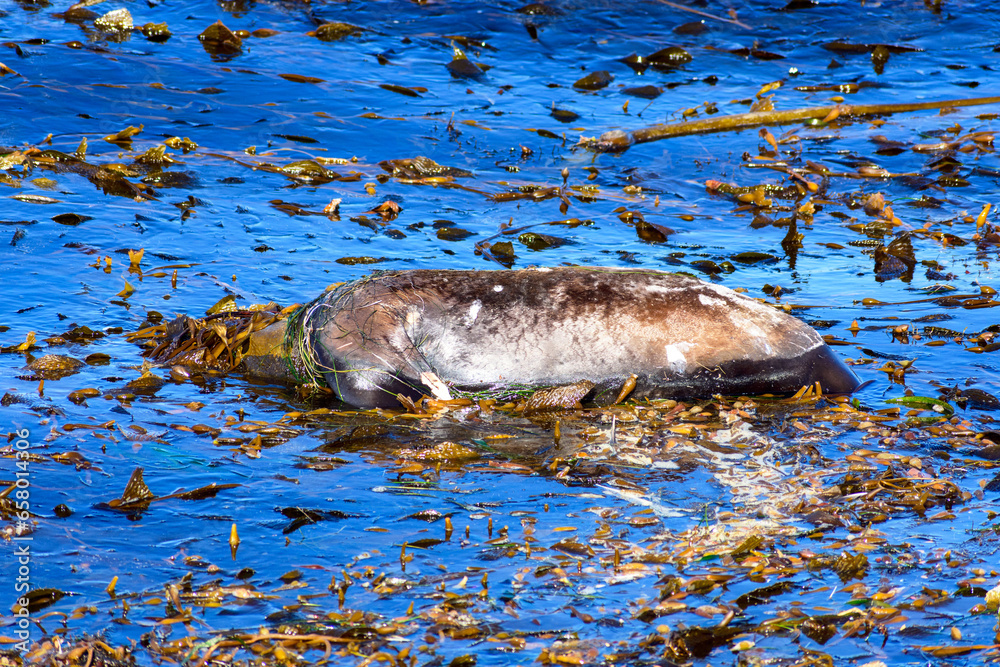Dead Sea Lion tangled in fishing net. A dead animal carried by the ...
