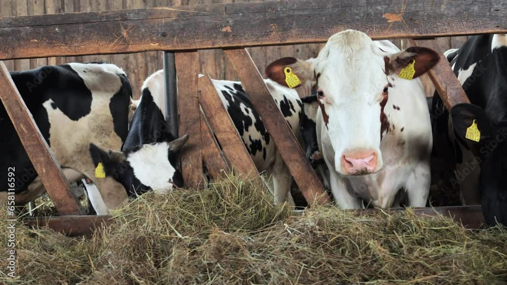 milk cows on an eco farm eating hay. Red and white cows, good animal ...
