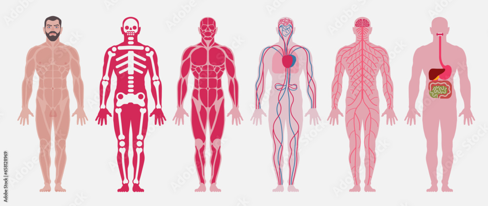 Human body anatomy. A set of: skeletal (skeleton, bones), muscular ...