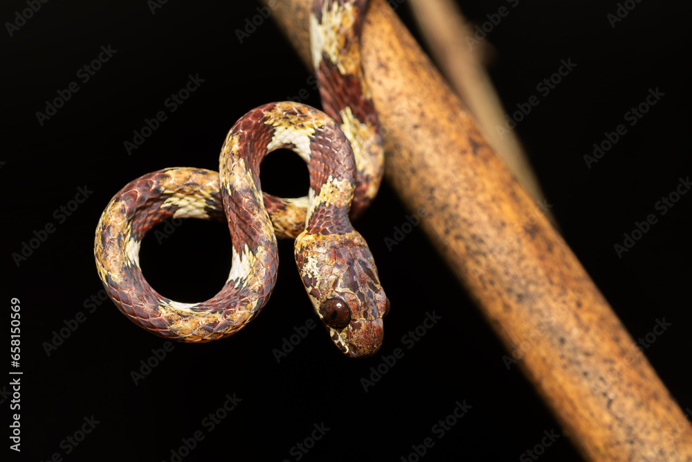 IImantodes cenchoa, common names blunthead tree snake, neotropical ...