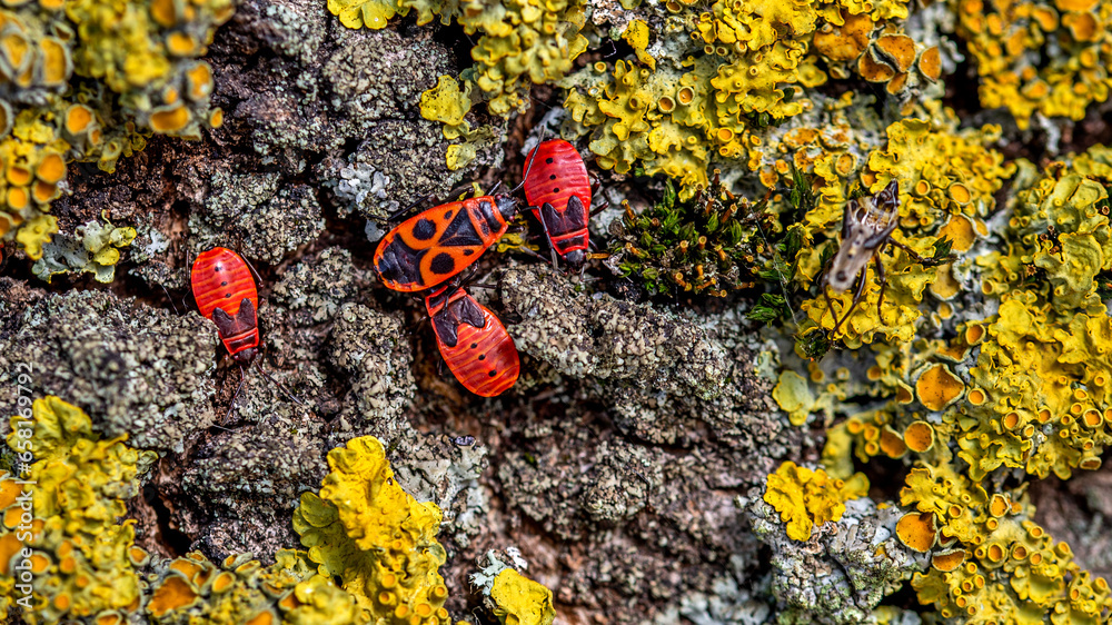 All developmental stages of an insect called Waldless Blacksmith found ...