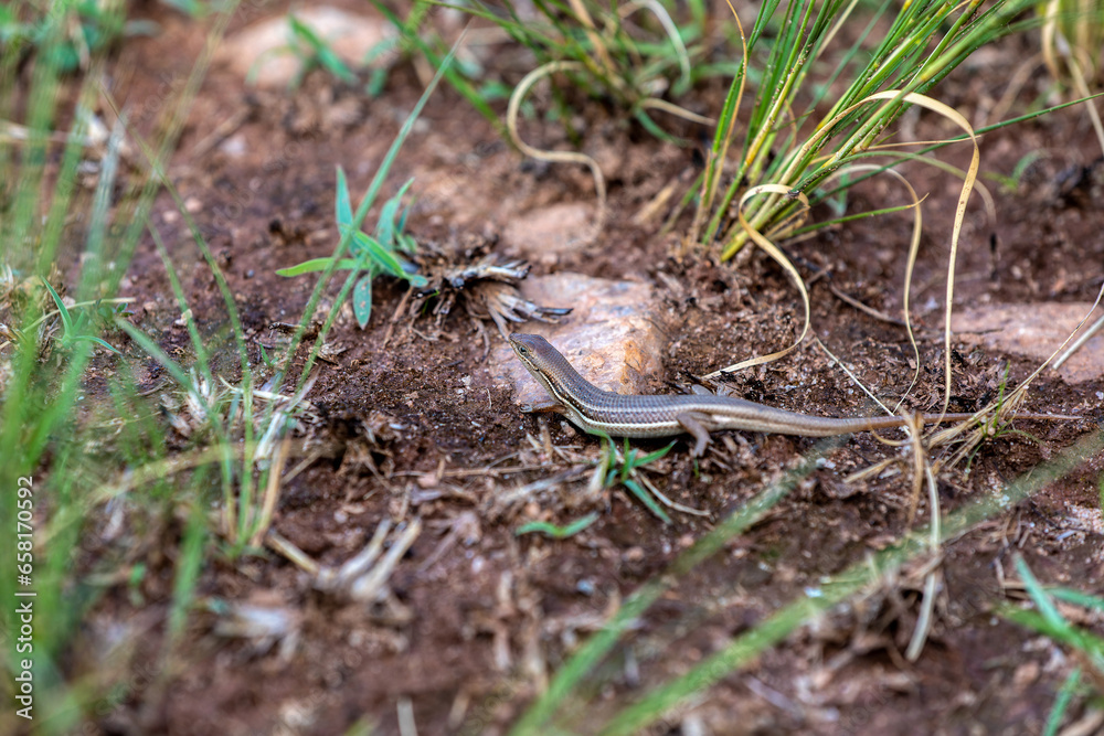 Stockfoto Elegant mabuya (Trachylepis elegans), endemic species of ...