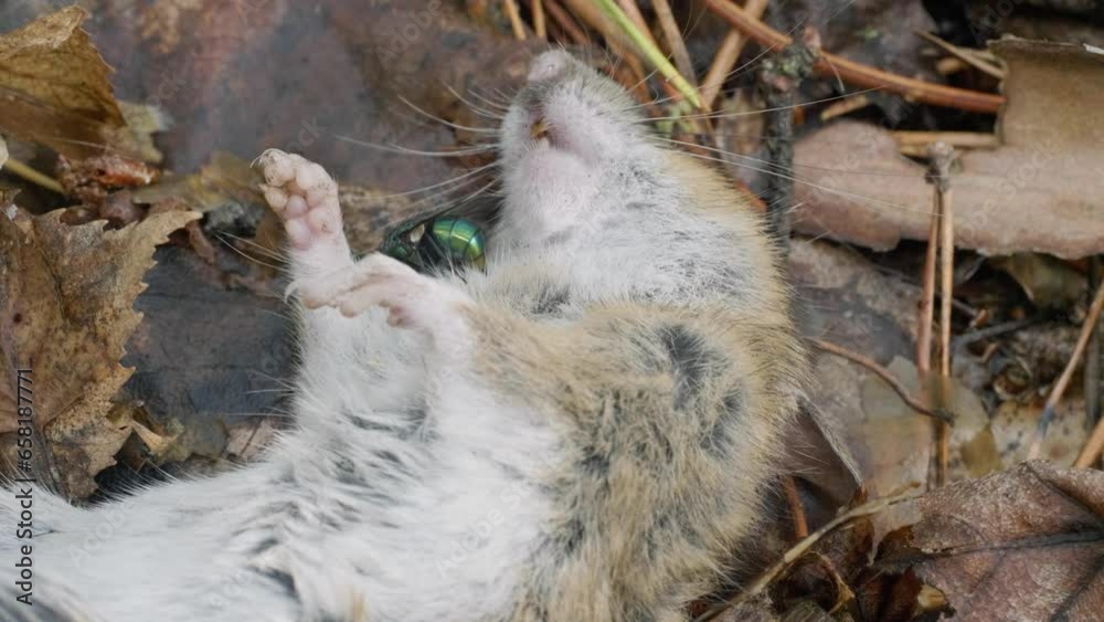 A common green bottle fly (Lucilia sericata) lays eggs in the corpse of ...