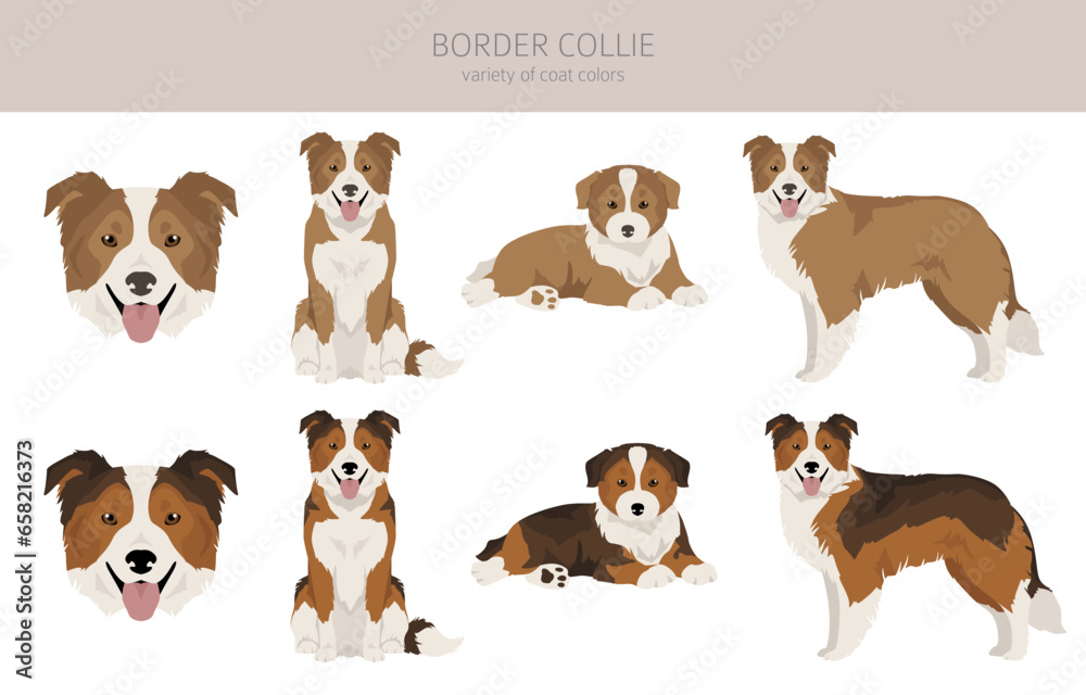 Border collie dog clipart. All coat colors set. All dog breeds ...